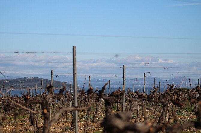 1/2 day private Vintage tour, vineyards of Saint-Tropez - The Practical Side: Price, Timing, and Conditions