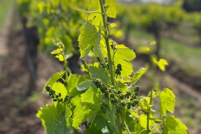 1/2 day private Vintage tour, vineyards of Saint-Tropez - Would We Recommend It?