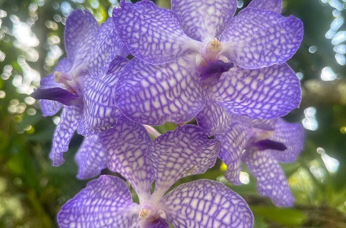 1/2 Day Puerto Vallarta Botanical Garden tour by Biologist Guide - FAQ