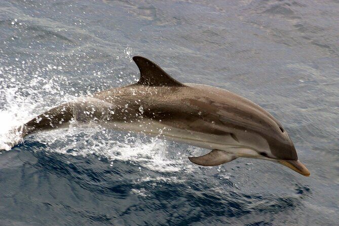 1.5-Hour Charleston Harbor Cruise with Live Narration - Key Points