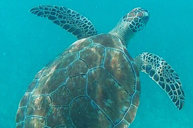 1.5 hours Snorkeling at Tulum's paradise reef - Considerations and Caveats