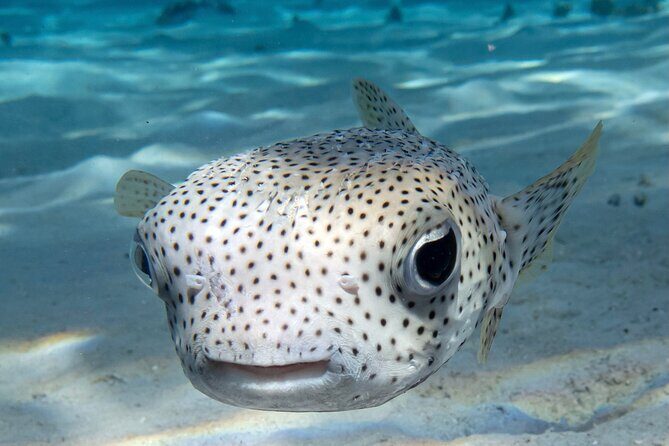 1 Afternoon Dive for Certified Divers in Bora Bora - An Overview of the Experience