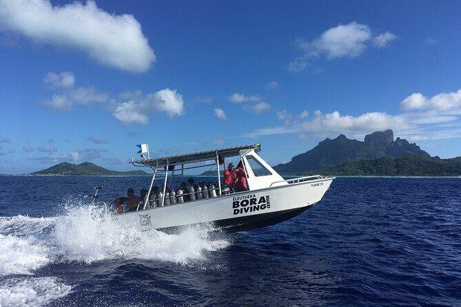 1 Afternoon Dive for Certified Divers in Bora Bora - Authentic Comments from Divers