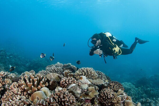 1 Afternoon Dive for Certified Divers in Bora Bora - FAQ