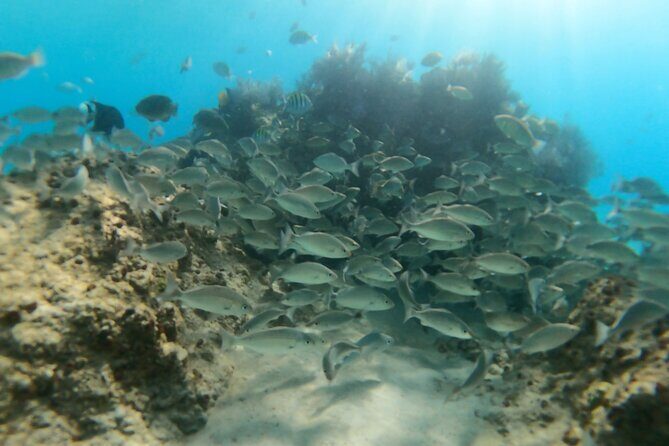 #1 Beach in La Paz BALANDRA Perfect For Cruise Groups or Families - Final thoughts: Who should book this tour?
