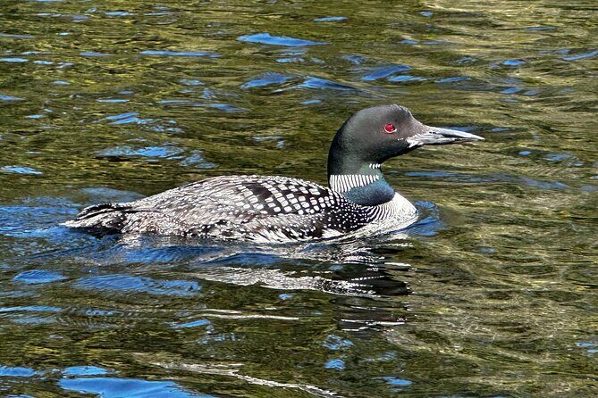 1 Day Canoeing Tour in Algonquin Park - Meeting Details and Timing
