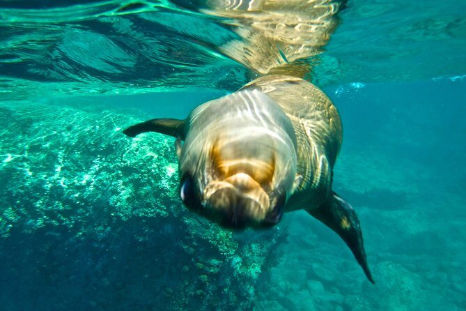 1 Day Espiritu Santo Island Wonders, Sea Lions and Paddleboard Adventure - What Makes This Tour Special?