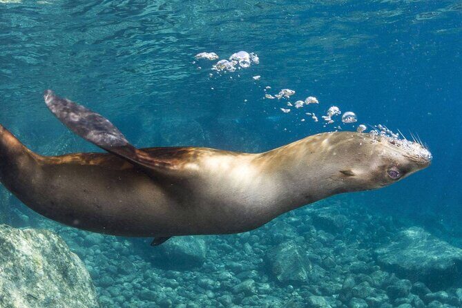 1 Day Espiritu Santo Island Wonders, Sea Lions and Paddleboard Adventure - FAQs