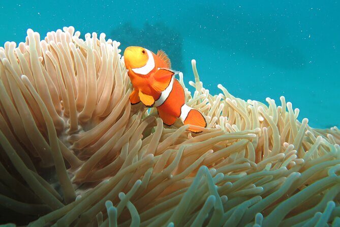 1 Day Great Barrier Reef Cruise and 10 Minute Helicopter Flight - Key Points