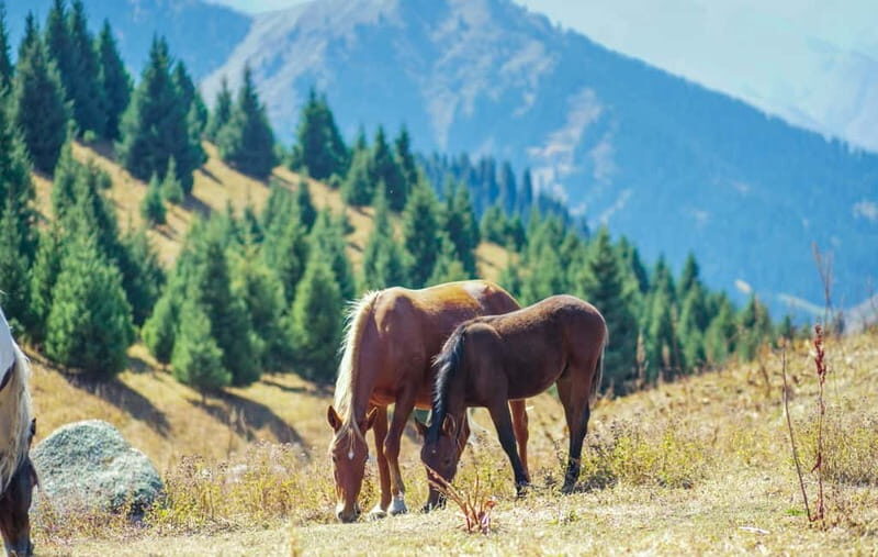1 Day Horse Riding Adventure in Borjomi Mountains - Frequently Asked Questions