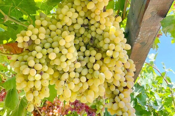 1 Day Rhodes Island Tour including Lindos and Medieval City - What the Tour Entails: A Detailed Walkthrough