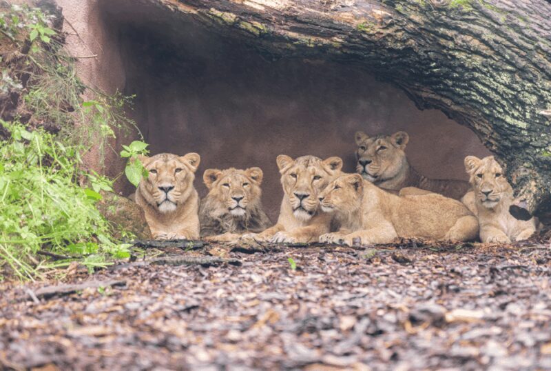 1-day ticket for Schwerin Zoo - What to Expect During Your Visit