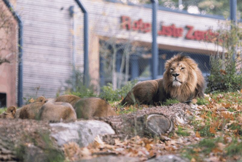 1-day ticket for Schwerin Zoo - Food and Refreshments