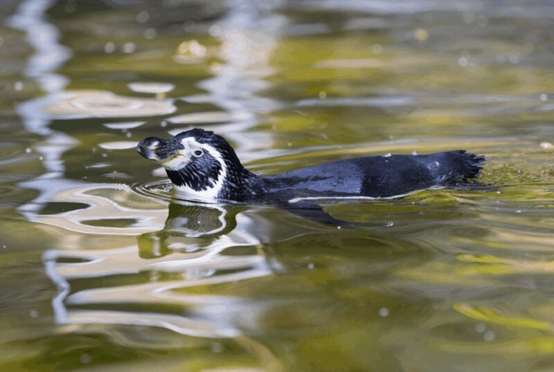 1-day ticket for Schwerin Zoo - Visitor Experience and Feedback