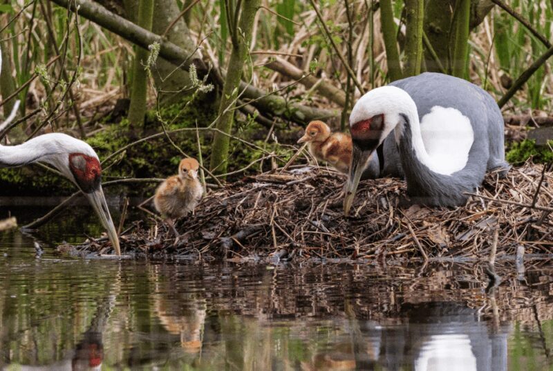 1-day ticket for Schwerin Zoo - Price and Value