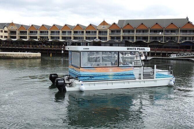 1 Hour Deluxe Scenic Dolphin Cruise - An In-Depth Look at the Experience