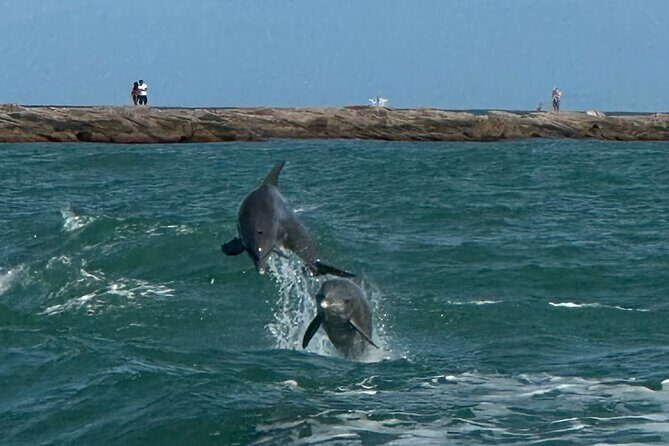 1 Hour Dolphin Dash - Detailed Review of the 1 Hour Dolphin Dash