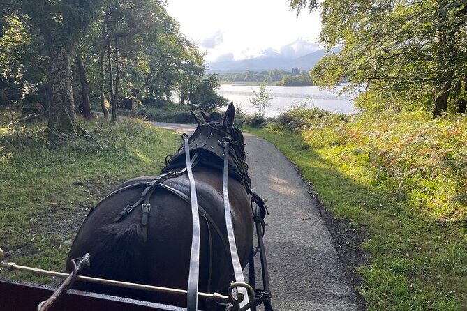 1 Hour Guided Carriage Tour in Killarney National Park - Possible Drawbacks or Considerations