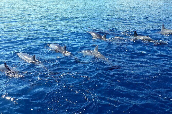 1-hour jet ski excursion in Tahiti - Analyzing the Price and Value