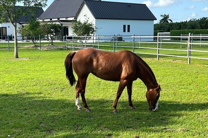 1 hour of ATV + 1 hour horse ride-- free videos and pictures - FAQ