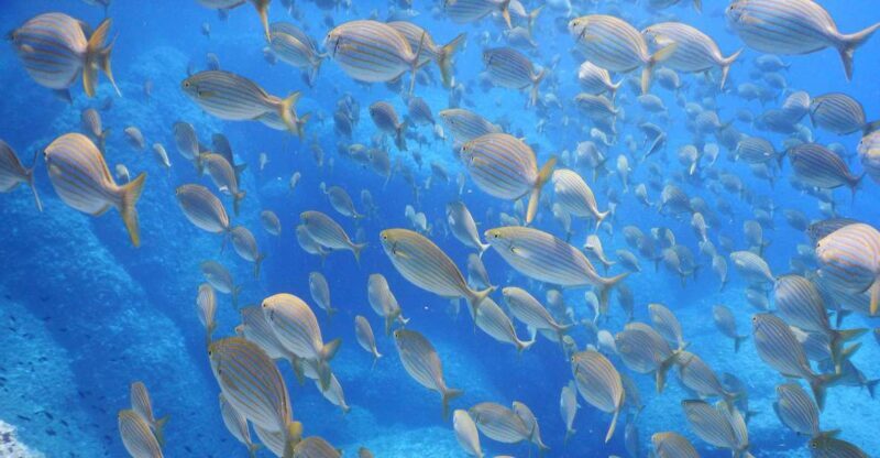 1-Hour Snorkeling Tour in Paraggi Bay, Portofino - Key Points