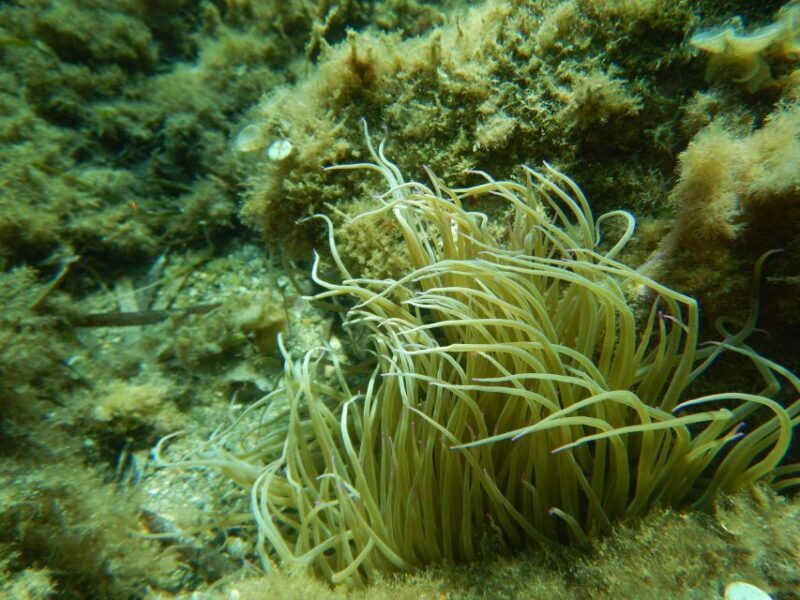 1-Hour Snorkeling Tour in Paraggi Bay, Portofino - Discovering Paraggi Bay: What to Expect