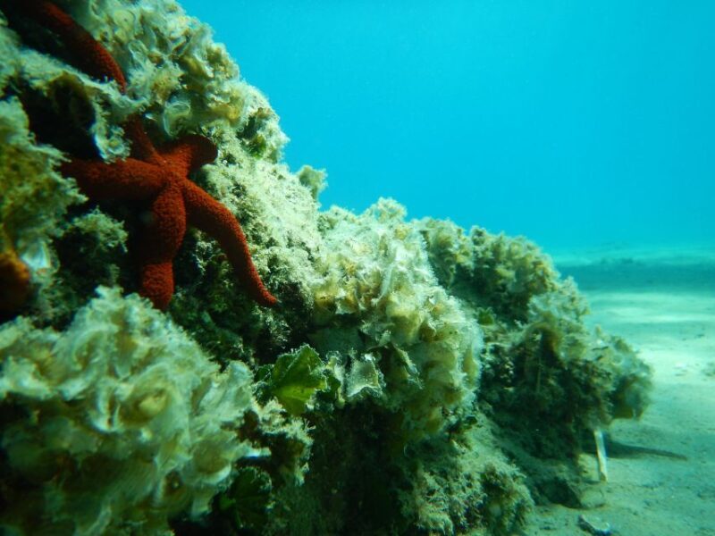 1-Hour Snorkeling Tour in Paraggi Bay, Portofino - Final Thoughts