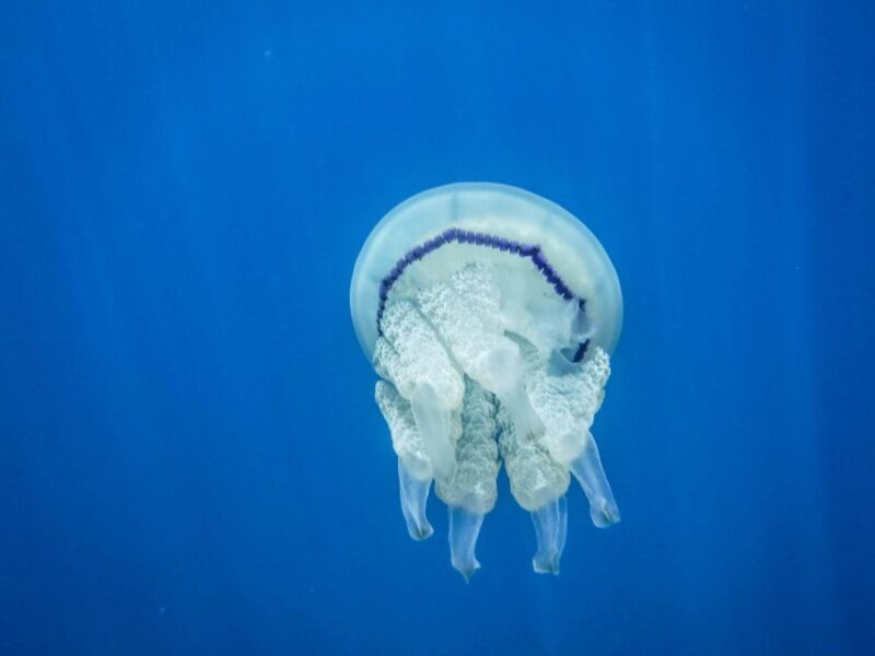 1-Hour Snorkeling Tour in Paraggi Bay, Portofino - FAQs