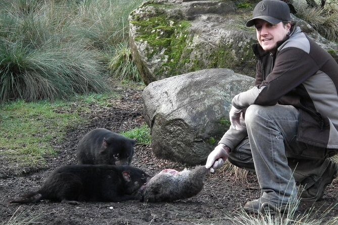 1-Hour Tasmanian Devil Feeding Day Tour at Cradle Mountain - A Few Considerations
