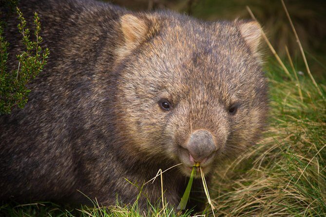1-Hour Tasmanian Devil Feeding Day Tour at Cradle Mountain - The Value Proposition