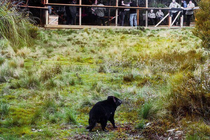 1-Hour Tasmanian Devil Feeding Day Tour at Cradle Mountain - Who Will Love This Tour?