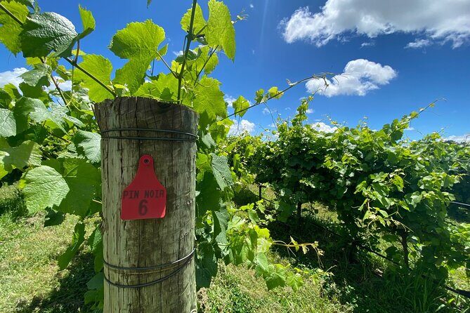 1 Hour Wine tasting at Ross Hill Wines in Orange NSW - The Sum Up