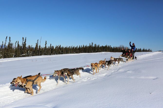 1 hour Winter Dog Sledding in Fairbanks - Key Points