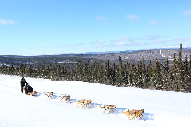 1 hour Winter Dog Sledding in Fairbanks - What to Expect During Your Fairbanks Dog Sledding Tour