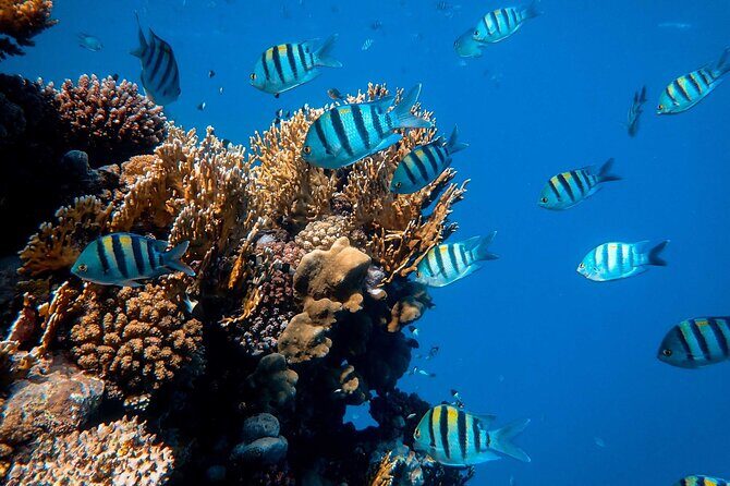 1 hr Reef Explorer in Port Vila harbour, Vanuatu - Practical Details: What You Need to Know