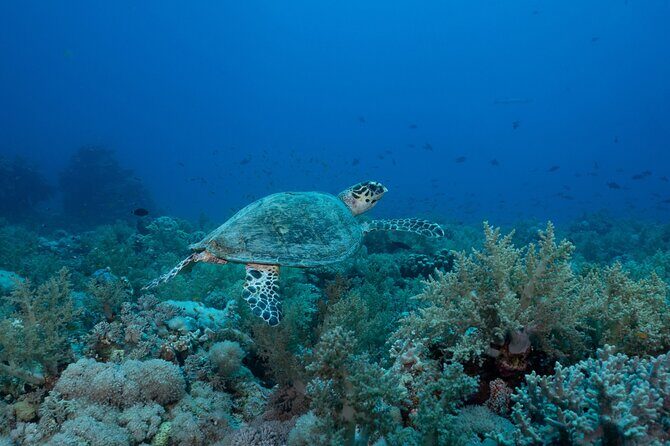 1 hr Reef Explorer in Port Vila harbour, Vanuatu - FAQ