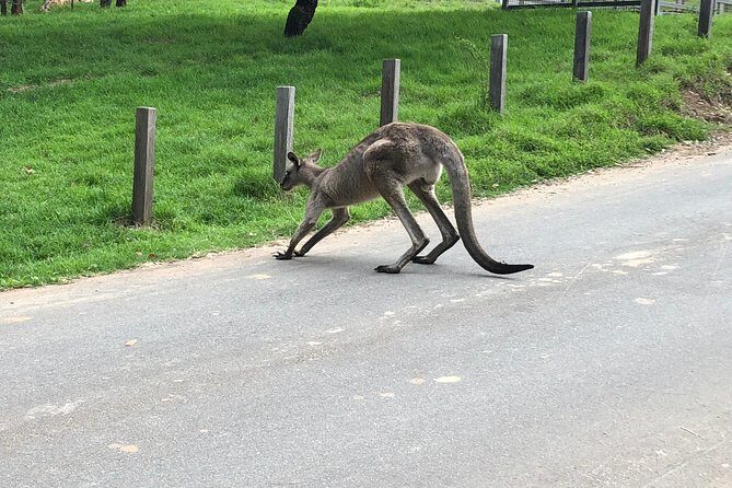 #1 Private Blue Mountains Tour by authentic story telling locals - First Impressions and Booking Experience