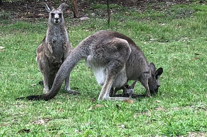 #1 Private Blue Mountains Tour by authentic story telling locals - Final Thoughts