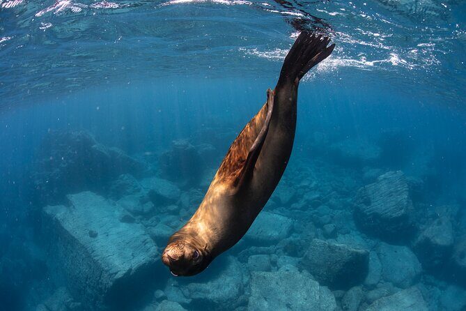 #1 Snorkel La Paz Mexico All Iconic Sites at Once private trip - Why Choose This Tour? A Deep Dive into What’s Included