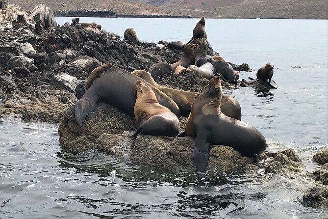 #1 Snorkel La Paz Mexico All Iconic Sites at Once private trip - What Travelers Can Expect: Practical Details & Tips