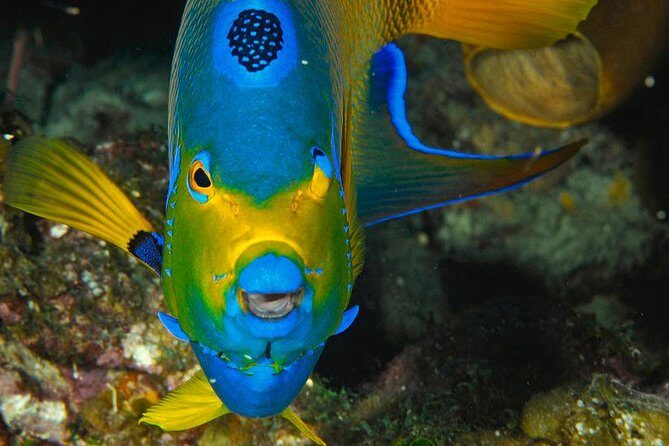 1 Tank Dive for certified divers - Key Points