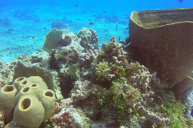 1 Tank Guided Shore Dive Including Equipment - Authentic Experiences From Reviews