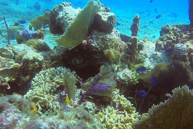 1 Tank Guided Shore Dive Including Equipment - Who Is This Tour Best For?