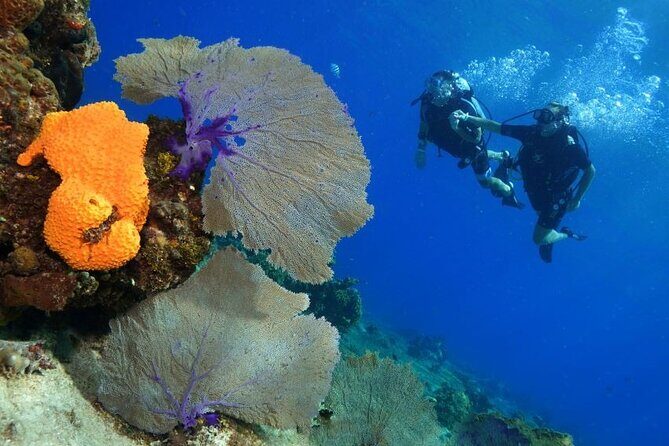 1 Tank Guided Shore Dive Including Equipment - FAQ