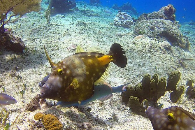 1 Tank Guided Shore Dive Including Equipment - Final Thoughts