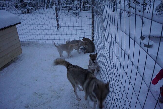 10 km Authentic Husky Safari in the Taiga Forest  Family Kennel - The Itinerary in Detail