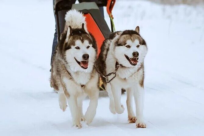 10 km Authentic Husky Safari in the Taiga Forest  Family Kennel - Who Should Consider This Tour?