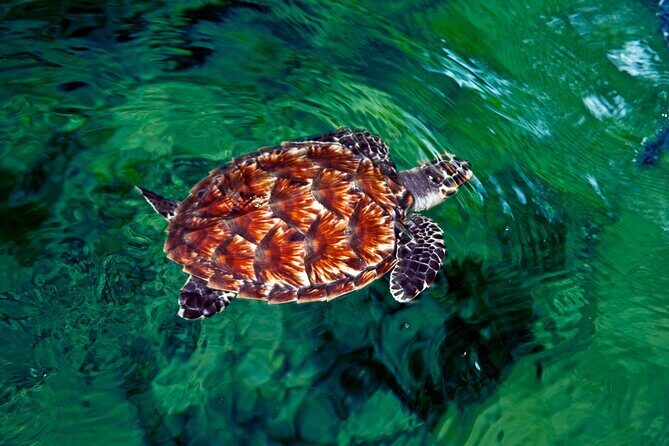 100% CFC APPROVED PRIVATE Transfer - Denarau to Nadi & Coral Coast Hotels - Final Thoughts