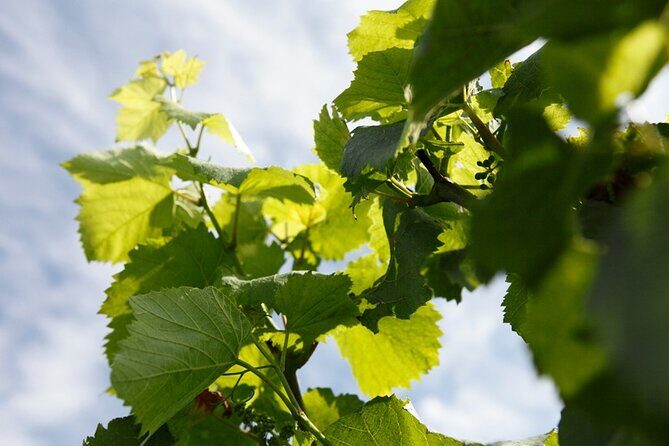 100% Champagne LOVER Tour:1 Iconic house visit+3 tastings & Lunch - FAQs  