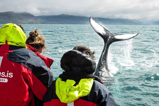 100% Whale Watching - Why Travelers Love This Tour